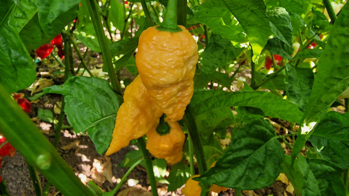 Jays Orange Ghost Scorpion Chilli Seeds - Jays Orange Ghost Scorpion ...