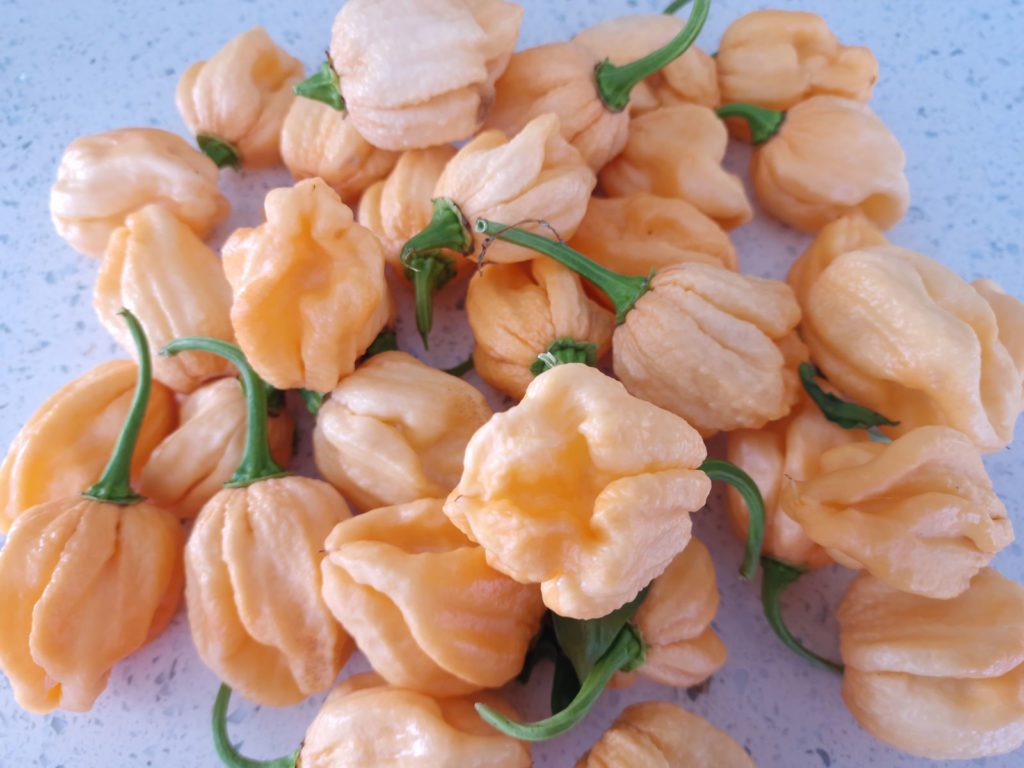 Trinidad Moruga Scorpion Peach Chilli Seeds - Peach Moruga Pepper Seeds