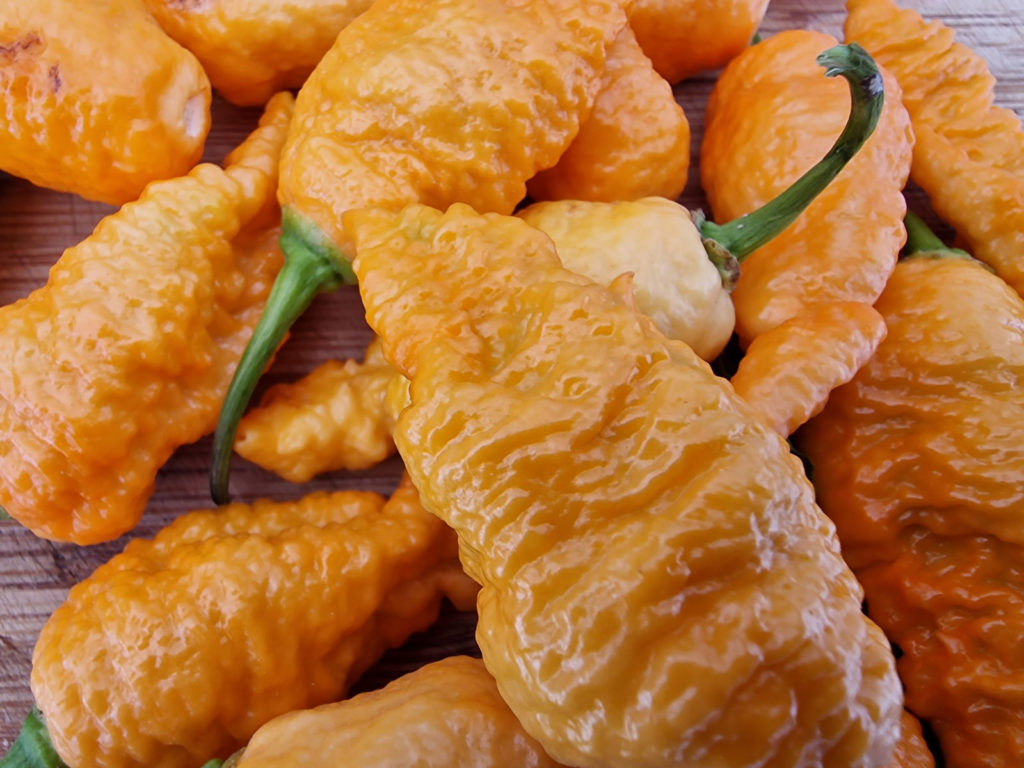 Jays Orange Ghost Scorpion Chilli Seeds - Jays Orange Ghost Scorpion ...