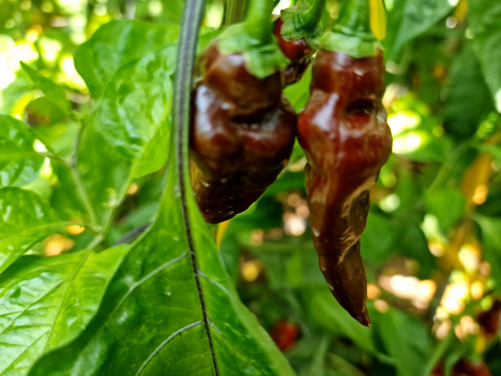 Devils Tongue Chocolate Chilli Seeds - Chocolate Devils Tongue Seeds ...