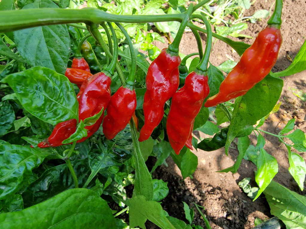 Devils Rib Chilli Seeds - Rare Devils Rib Pepper Seeds - Red Dragon Seeds