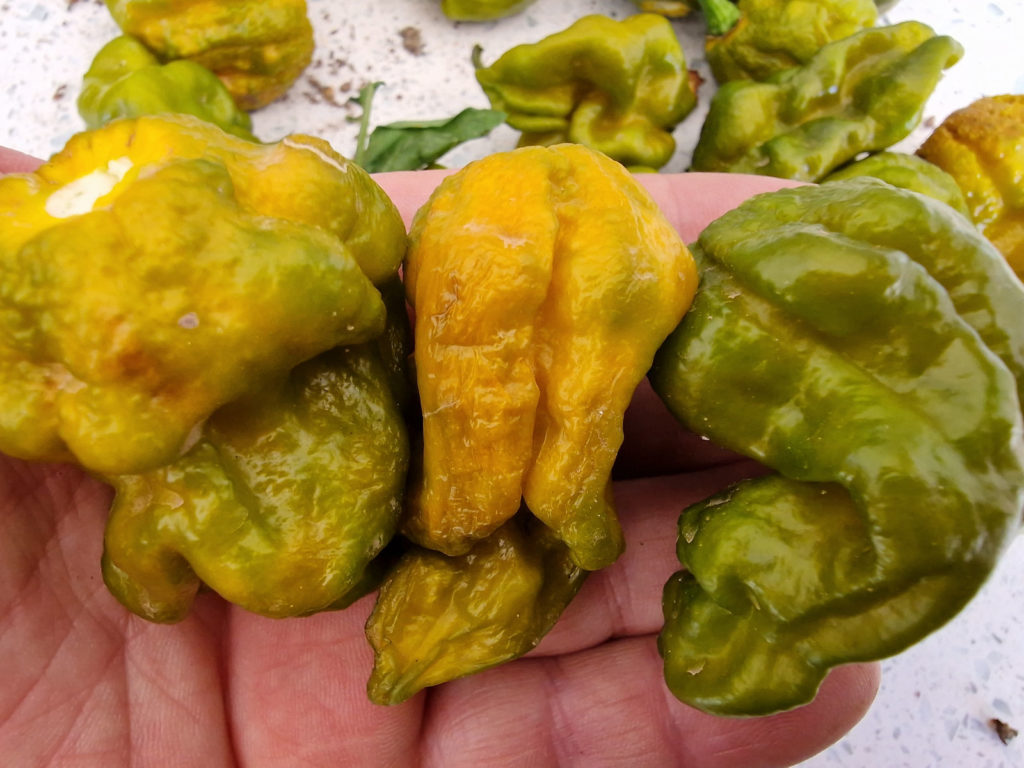 Super Hot Chilli Seed Variety Pack - 70 Super Hot Pepper Seeds - Red Dragon