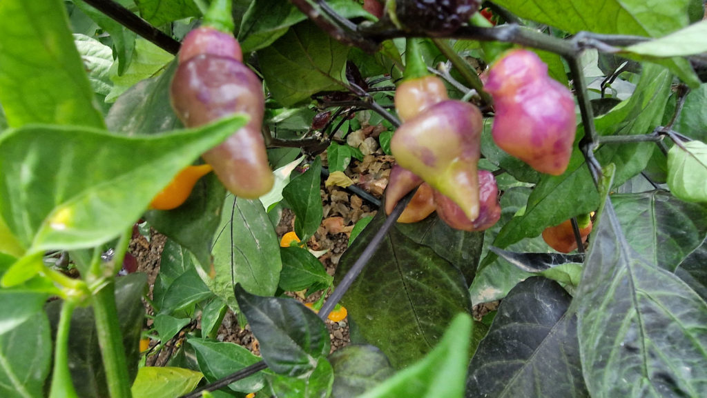 Pink Biquinho Chilli Seeds - Pink Biquinho Pepper Seeds - Red Dragon Seeds