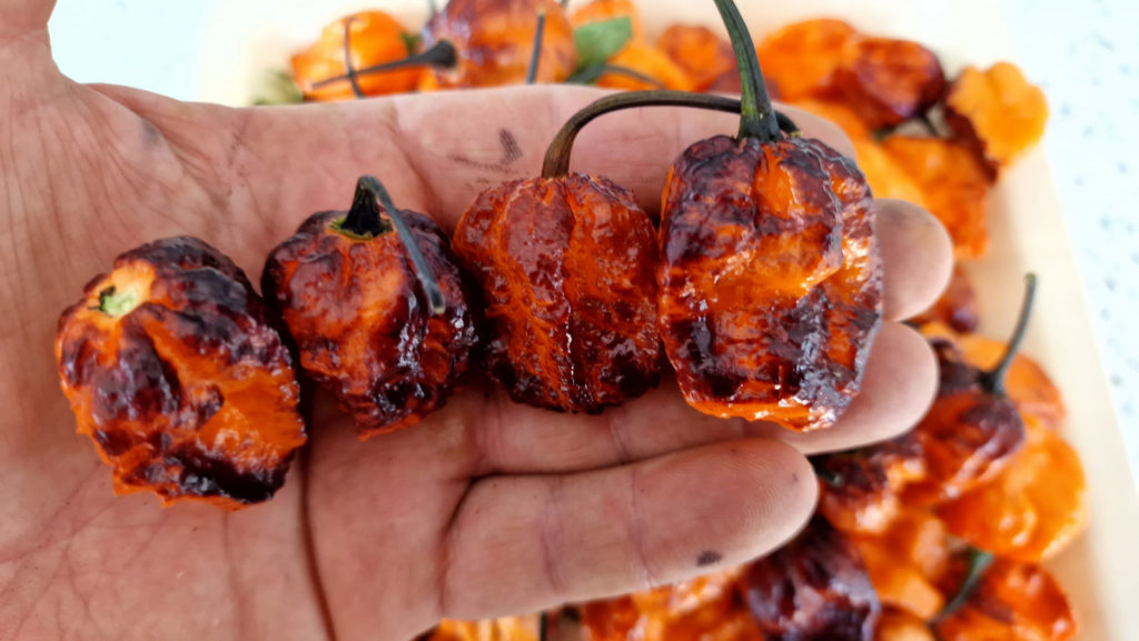Pimenta da Dog Chilli Seeds - Pimenta Da Dog Pepper Seeds