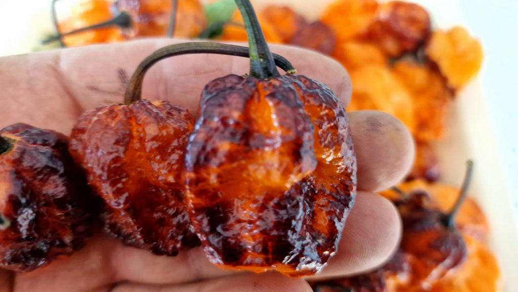 Pimenta da Dog Chilli Seeds - Pimenta Da Dog Pepper Seeds