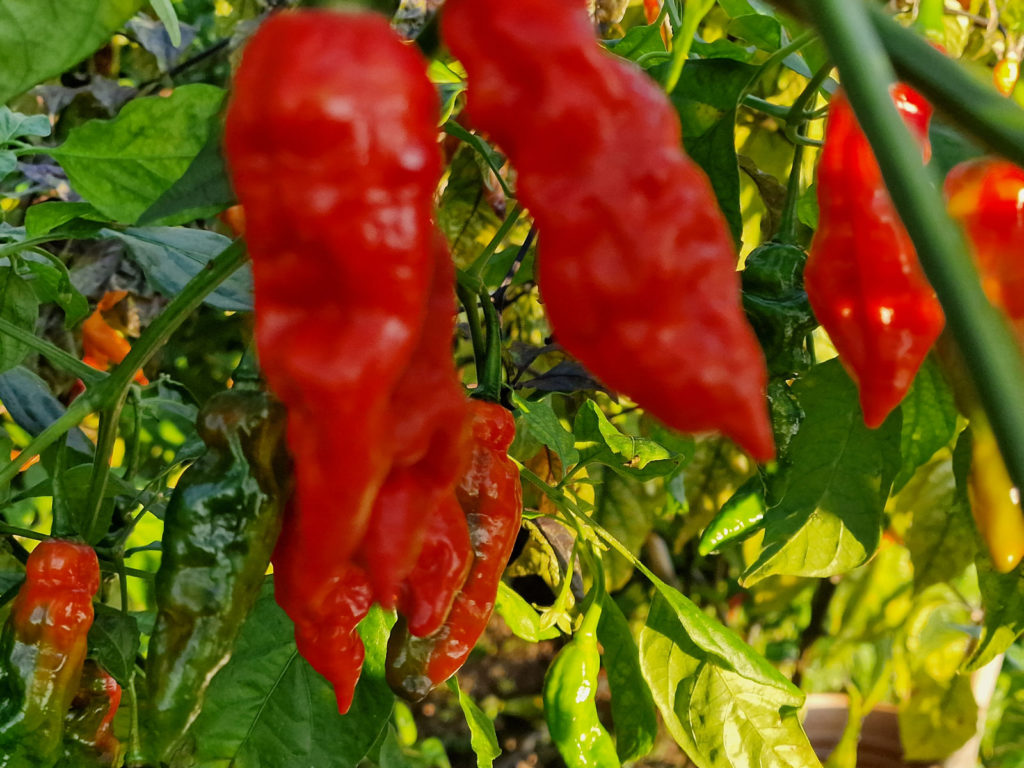 Devils Rib Chilli Seeds - Rare Devils Rib Pepper Seeds - Red Dragon Seeds