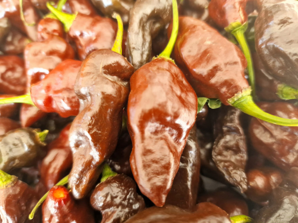 Devils Tongue Chocolate Chilli Seeds - Chocolate Devils Tongue Seeds ...