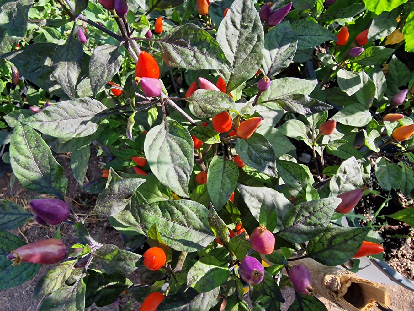 Variegated Variety Chilli Seed Pack - Red Dragon Seeds