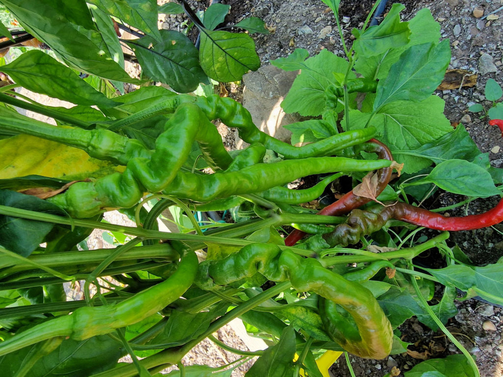 HJ2 Meteor Space Chilli Seeds - Hangjiao 2 Meteor Space Pepper Seeds ...