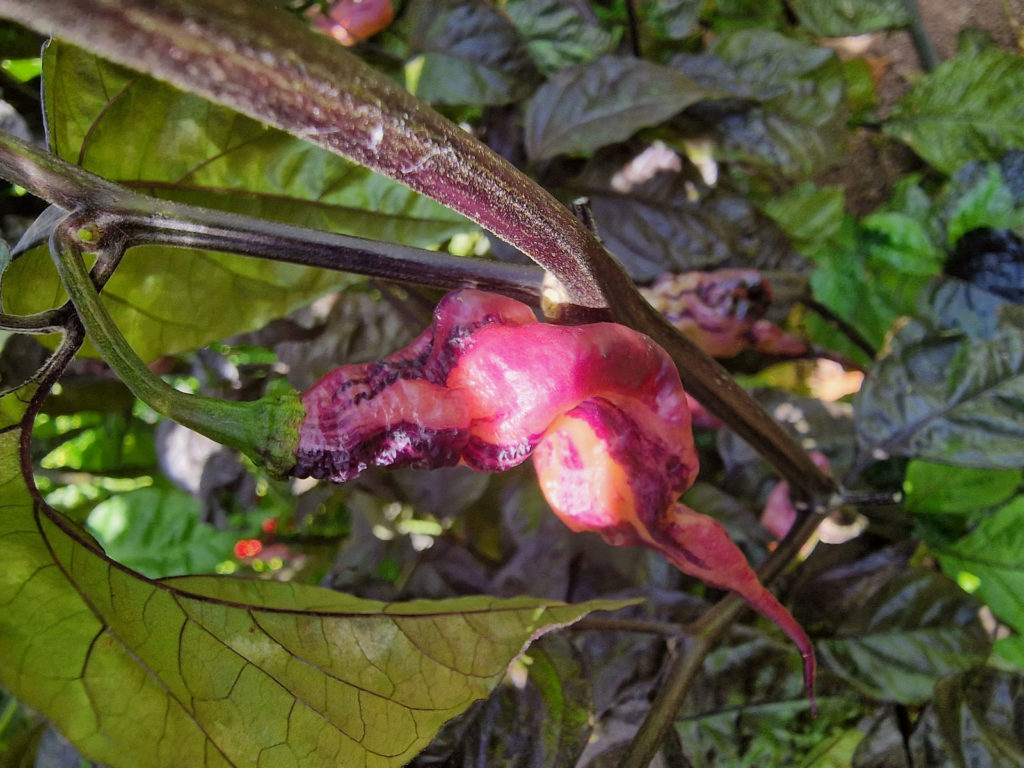 Jays Pink Chilli Seeds Chilli Seeds For Sale - Jays Pink Chilli Seeds ...