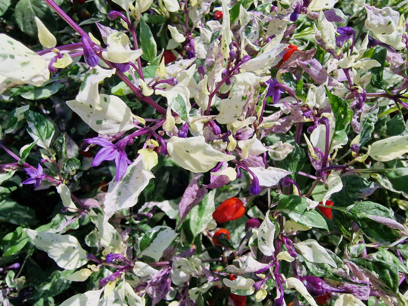 Variegated Variety Chilli Seed Pack - Red Dragon Seeds
