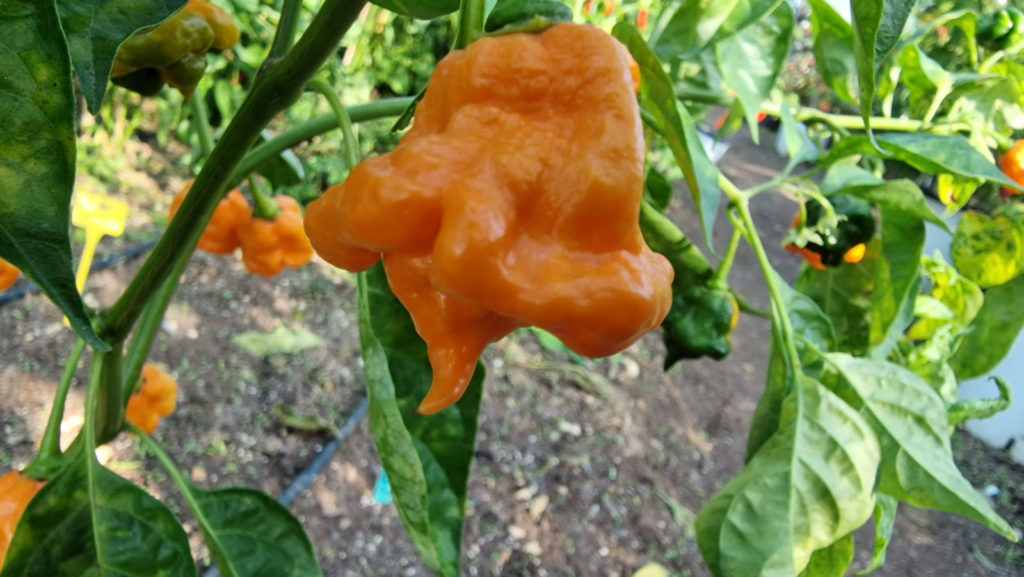 Orange Ripple Chilli Seed - Orange Ripple Pepper Seeds - Red Dragon Seeds