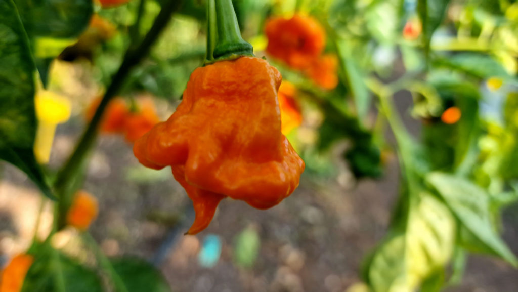 Orange Ripple Chilli Seed - Orange Ripple Pepper Seeds - Red Dragon Seeds