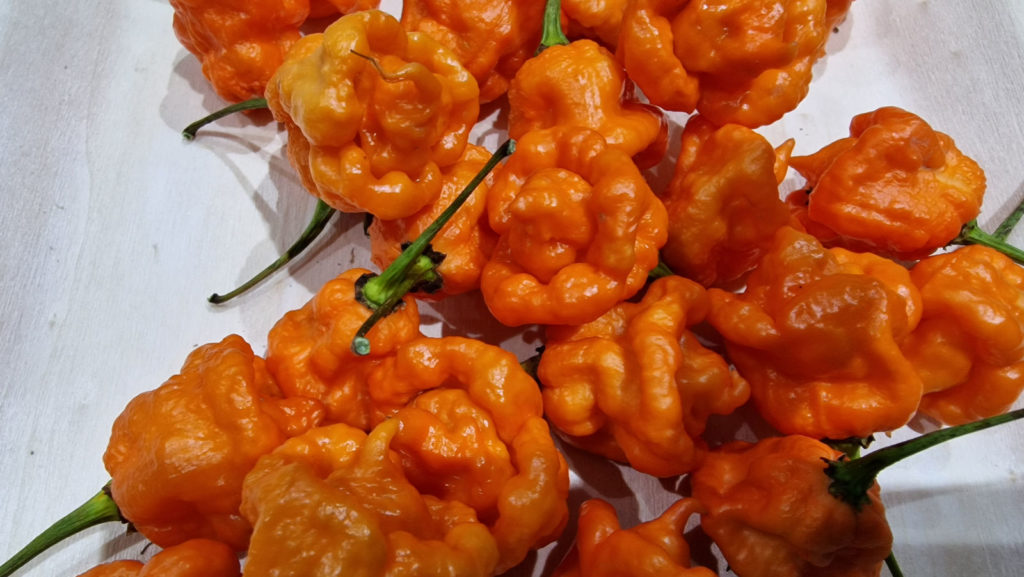 Orange Ripple Chilli Seed - Orange Ripple Pepper Seeds - Red Dragon Seeds