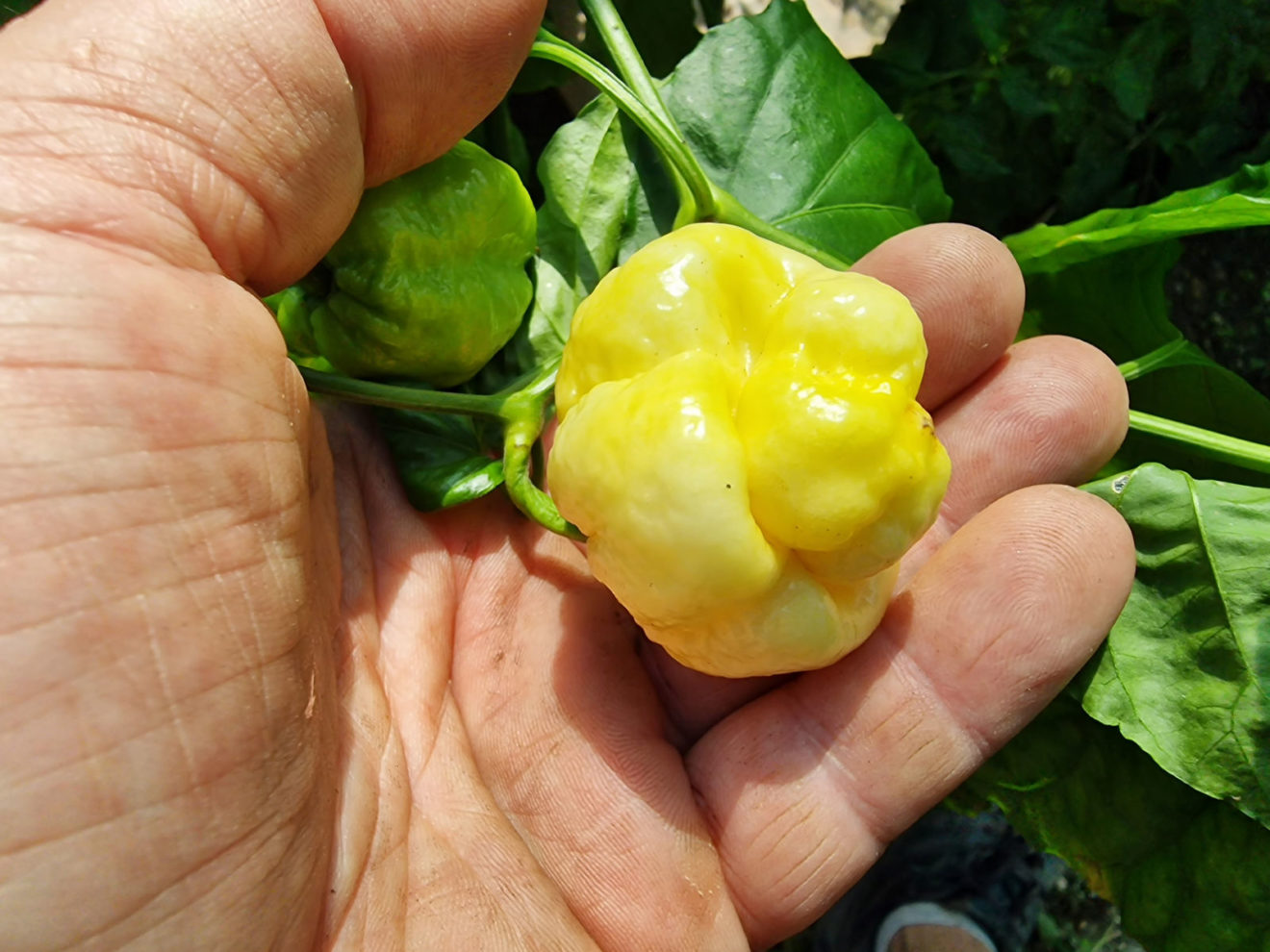 White Moruga Chilli Seeds - White Moruga Pepper Seeds - Red Dragon Seeds