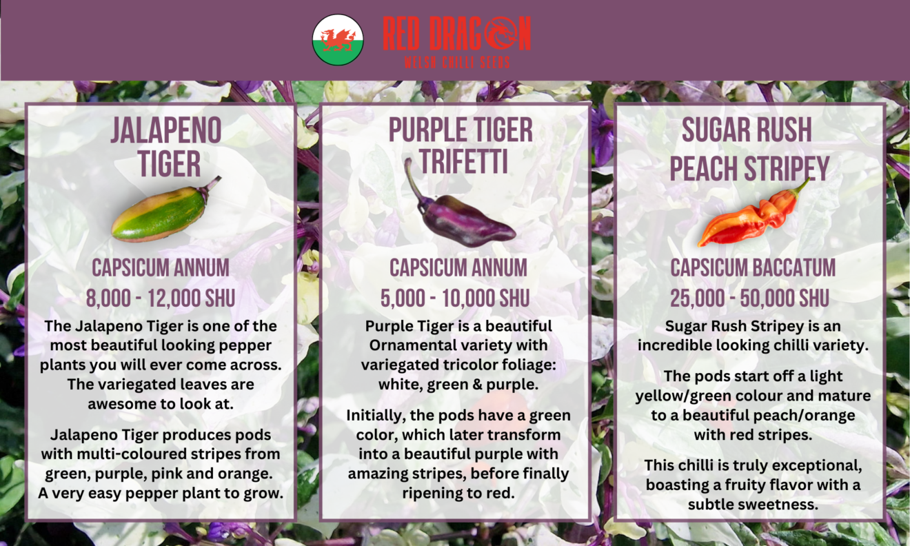 Variegated Variety Chilli Seed Pack - Red Dragon Seeds