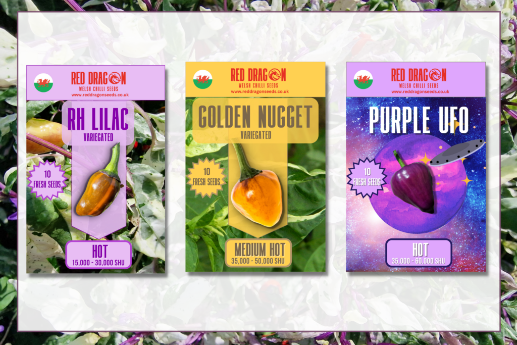 Variegated Variety Chilli Seed Pack - Red Dragon Seeds