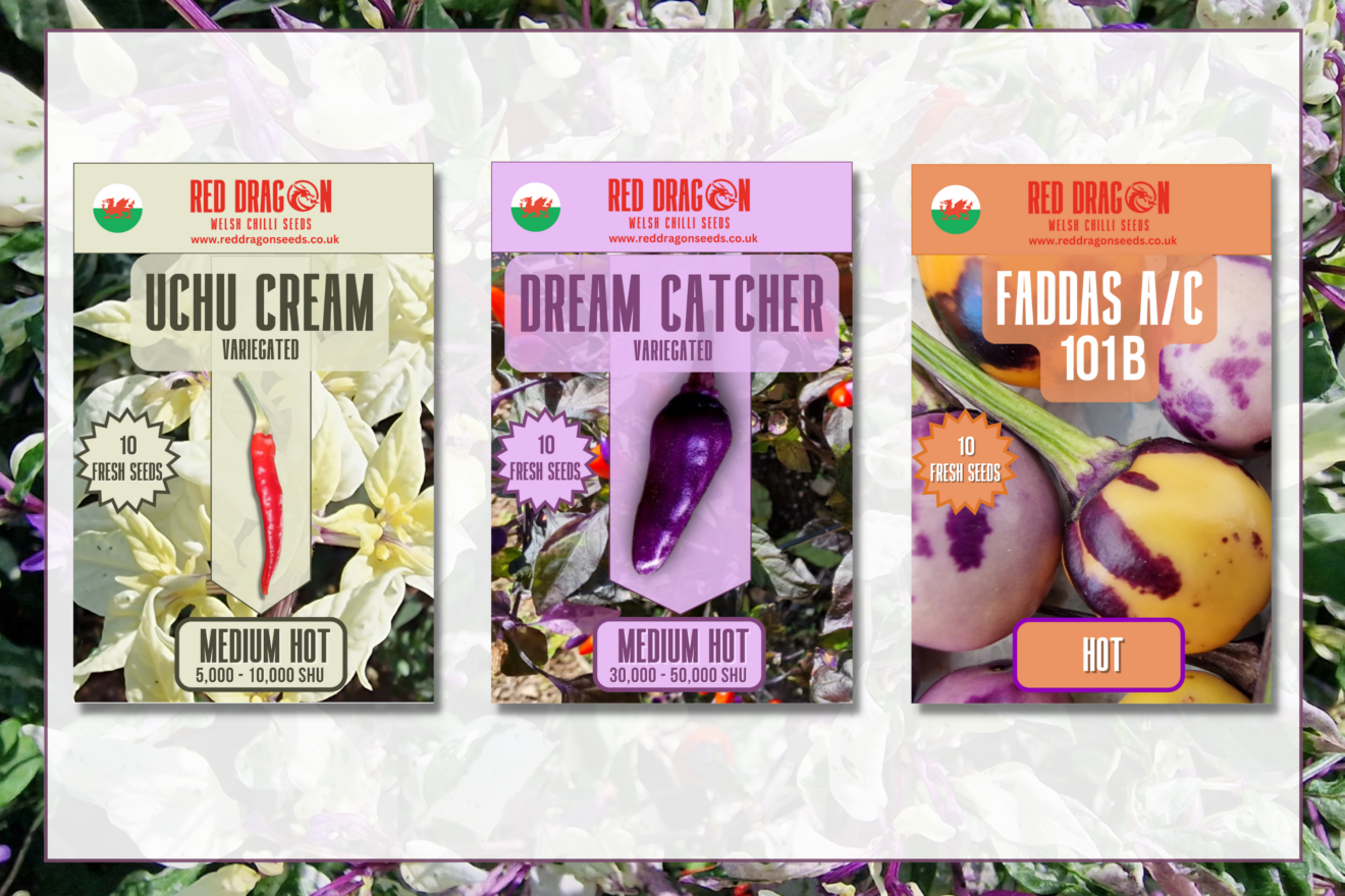 Variegated Variety Chilli Seed Pack - Red Dragon Seeds