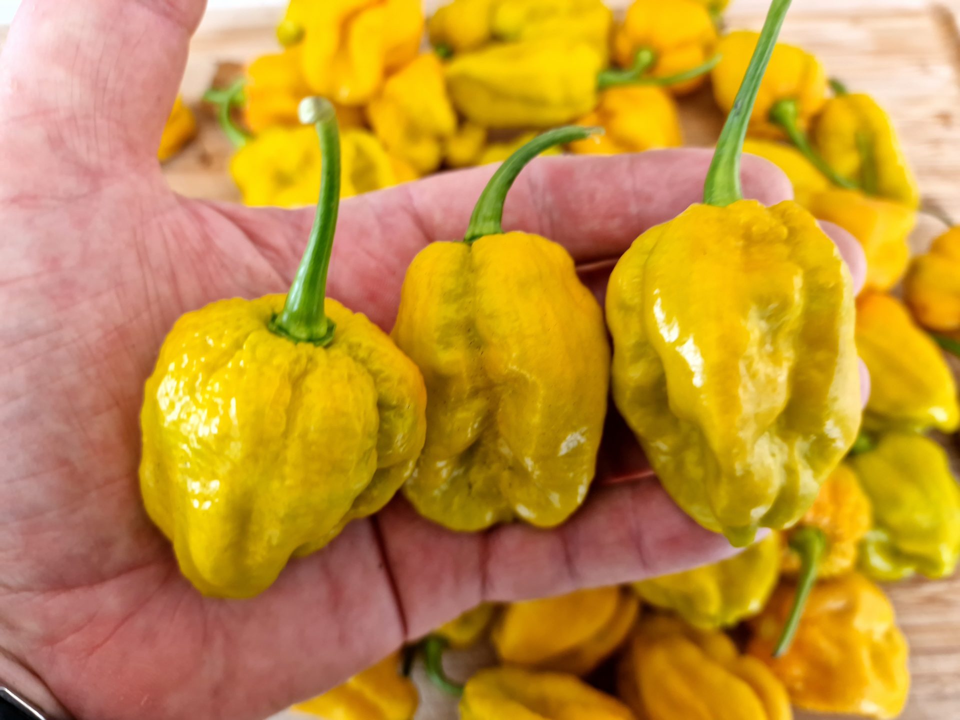 Bhut Jolokia Mustard Chilli Seeds - Bhut Jolokia Mustard Pepper Seeds