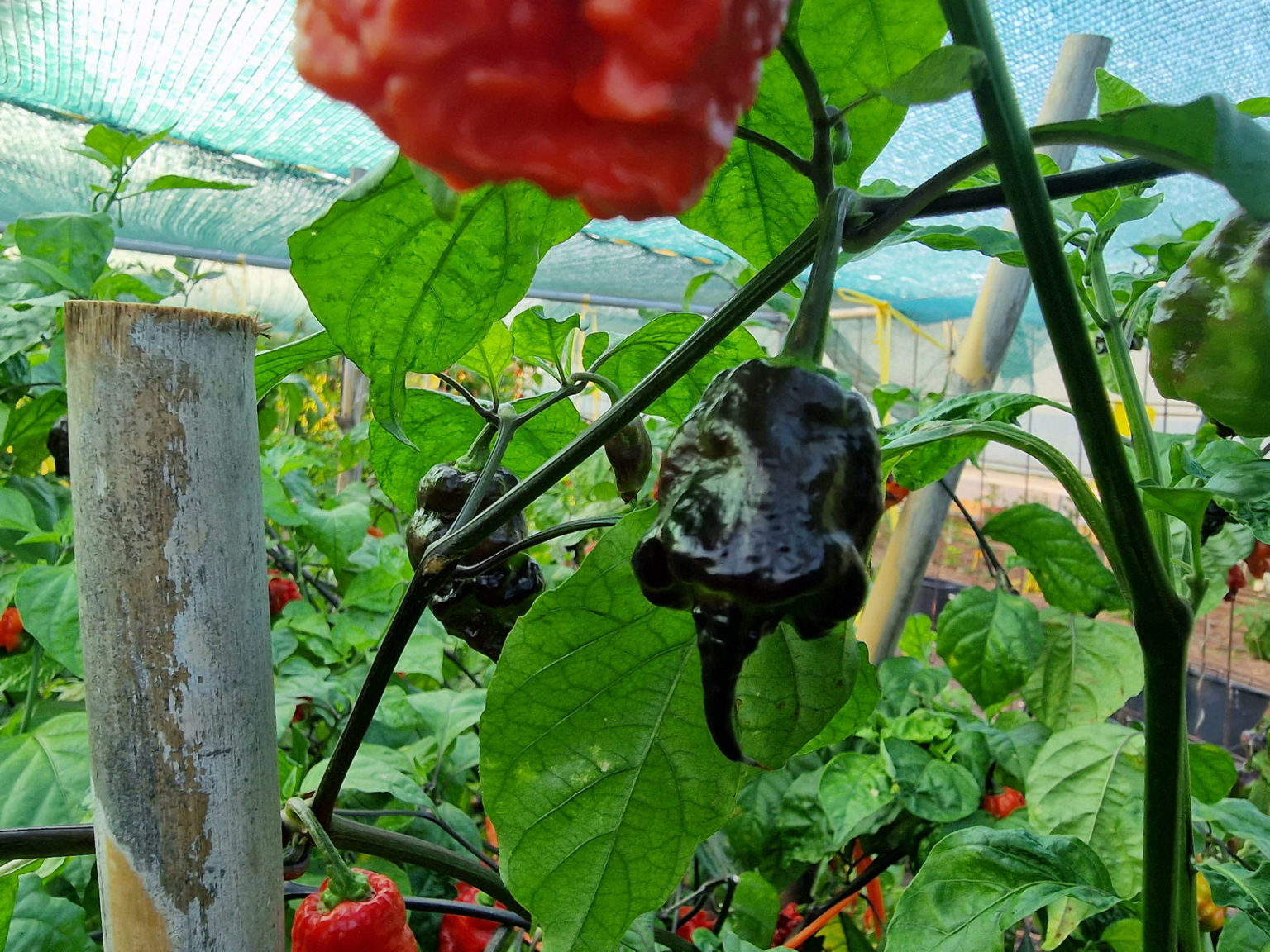 Primo Lucifer Chilli Seeds - 10 Fresh Seeds - Red Dragon Seeds