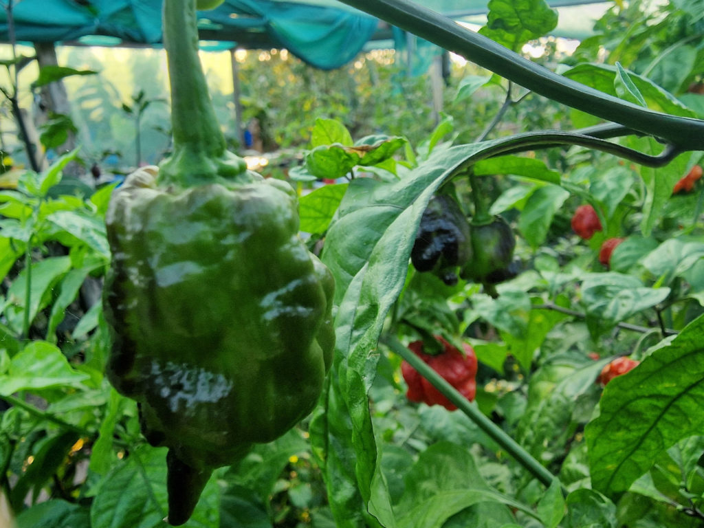 Primo Lucifer Chilli Seeds - 10 Fresh Seeds - Red Dragon Seeds