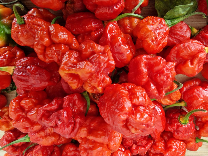 Primo Lucifer Chilli Seeds - 10 Fresh Seeds - Red Dragon Seeds