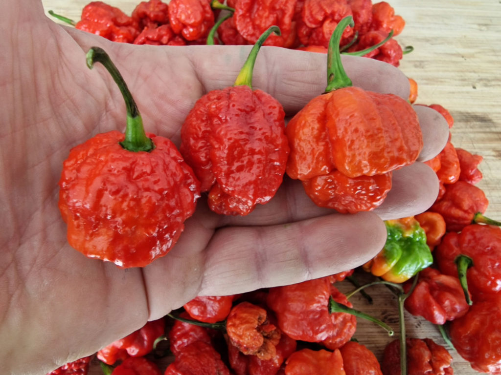 Primo Lucifer Chilli Seeds - 10 Fresh Seeds - Red Dragon Seeds