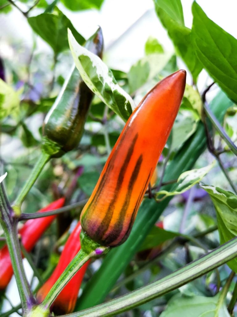 Jalapeno Variety Pack - Jalapeno Chilli Seeds - 8 Different Varieties ...