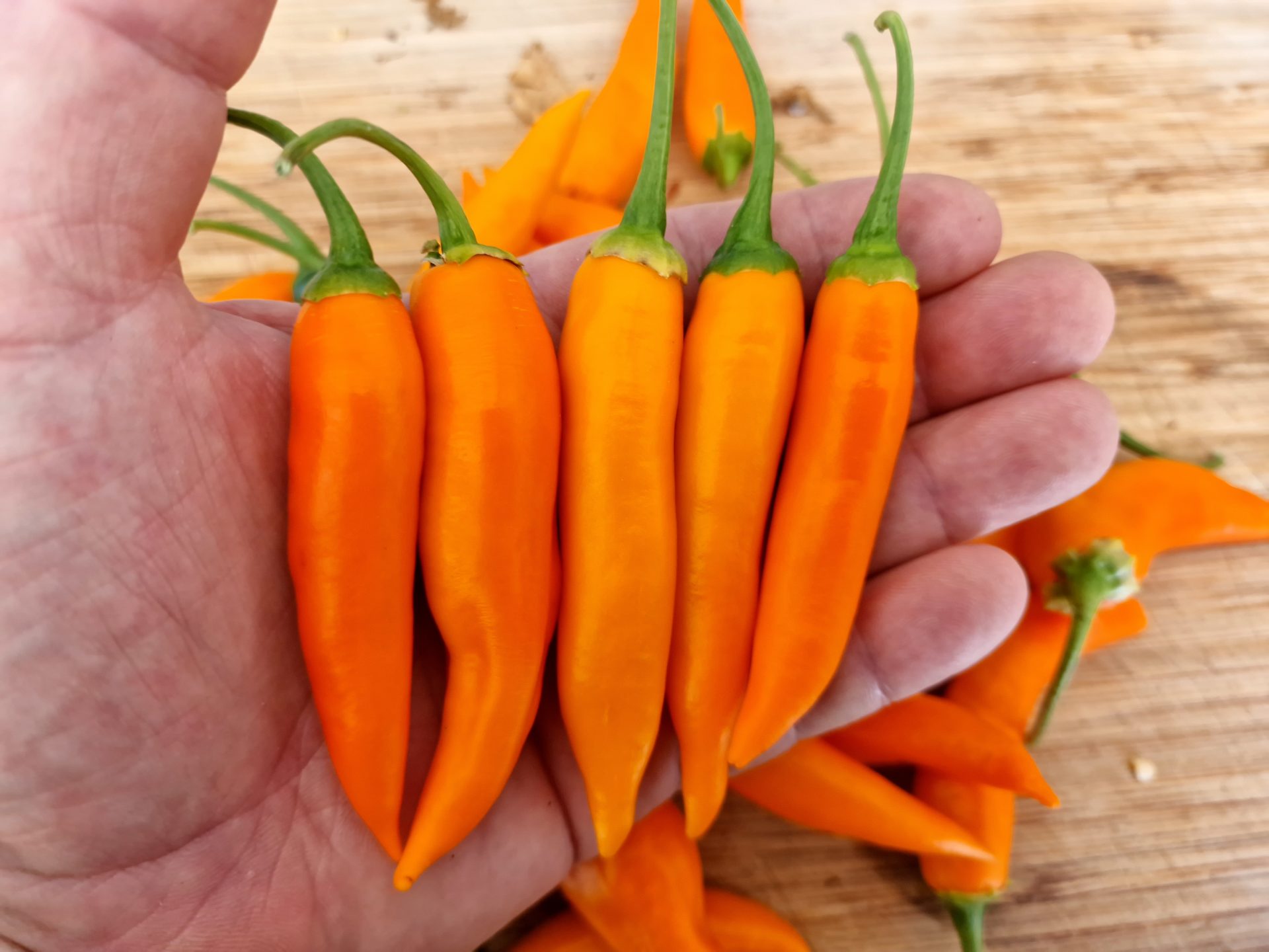 Chilli Seed Kit Special Collection - 10 Incredible Chilli Peppers ...