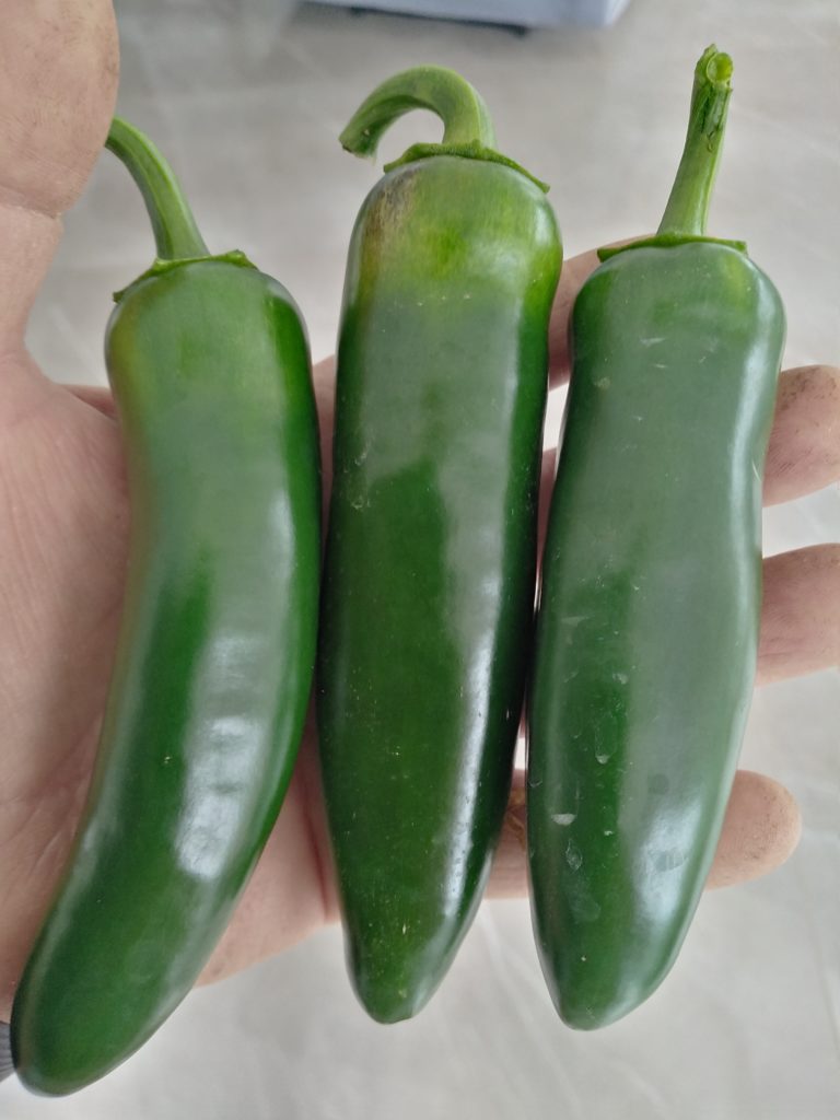Jalapeno Variety Pack - Jalapeno Chilli Seeds - 8 Different Varieties ...