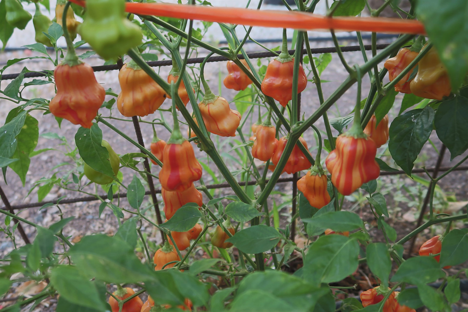 Zebrange Chilli Seeds - 10 Fresh Zébrange Pepper Seeds - Red Dragon Seeds