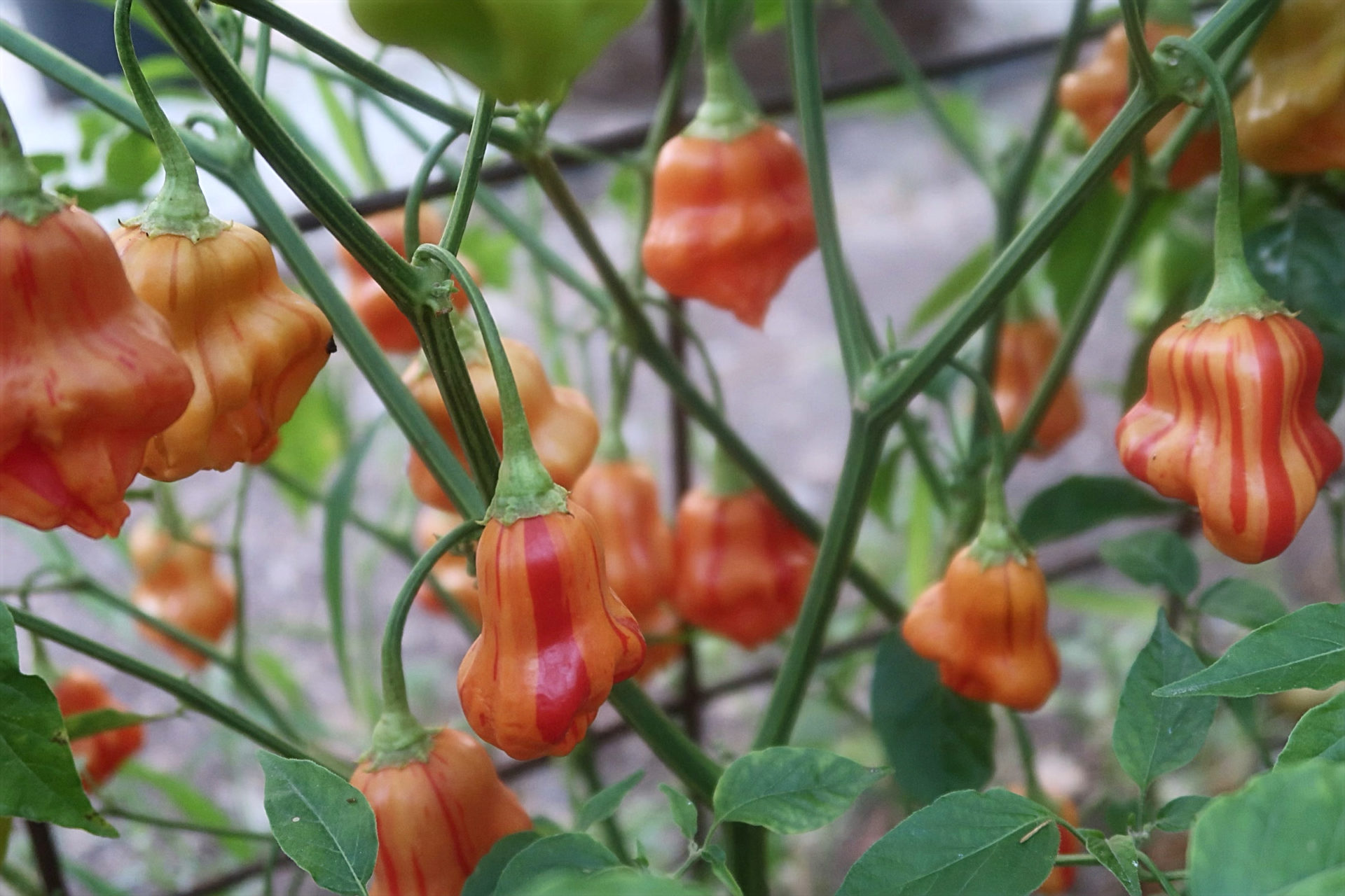 Zebrange Chilli Seeds - 10 Fresh Zébrange Pepper Seeds - Red Dragon Seeds