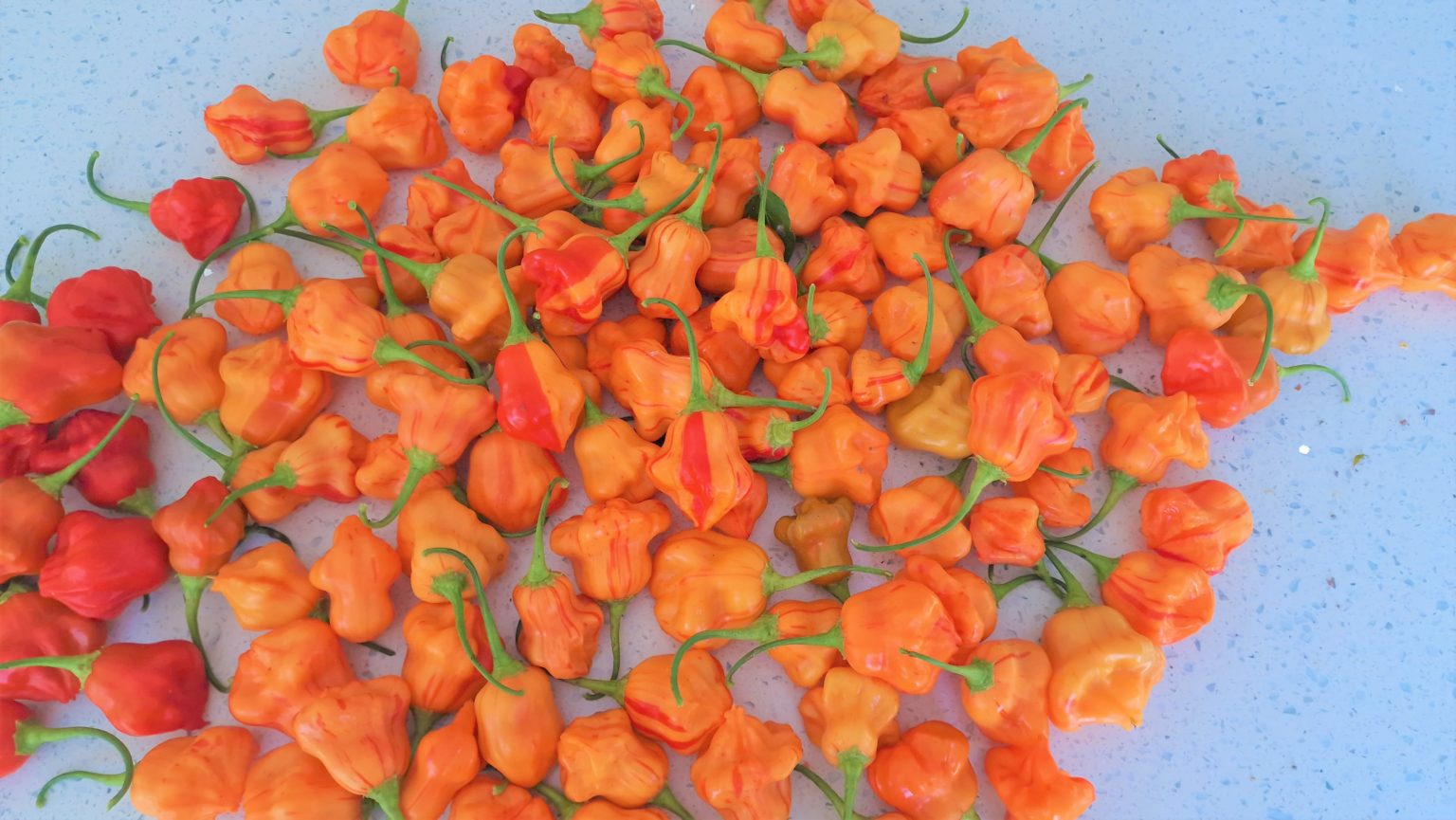 Zebrange Chilli Seeds - 10 Fresh Zébrange Pepper Seeds - Red Dragon Seeds