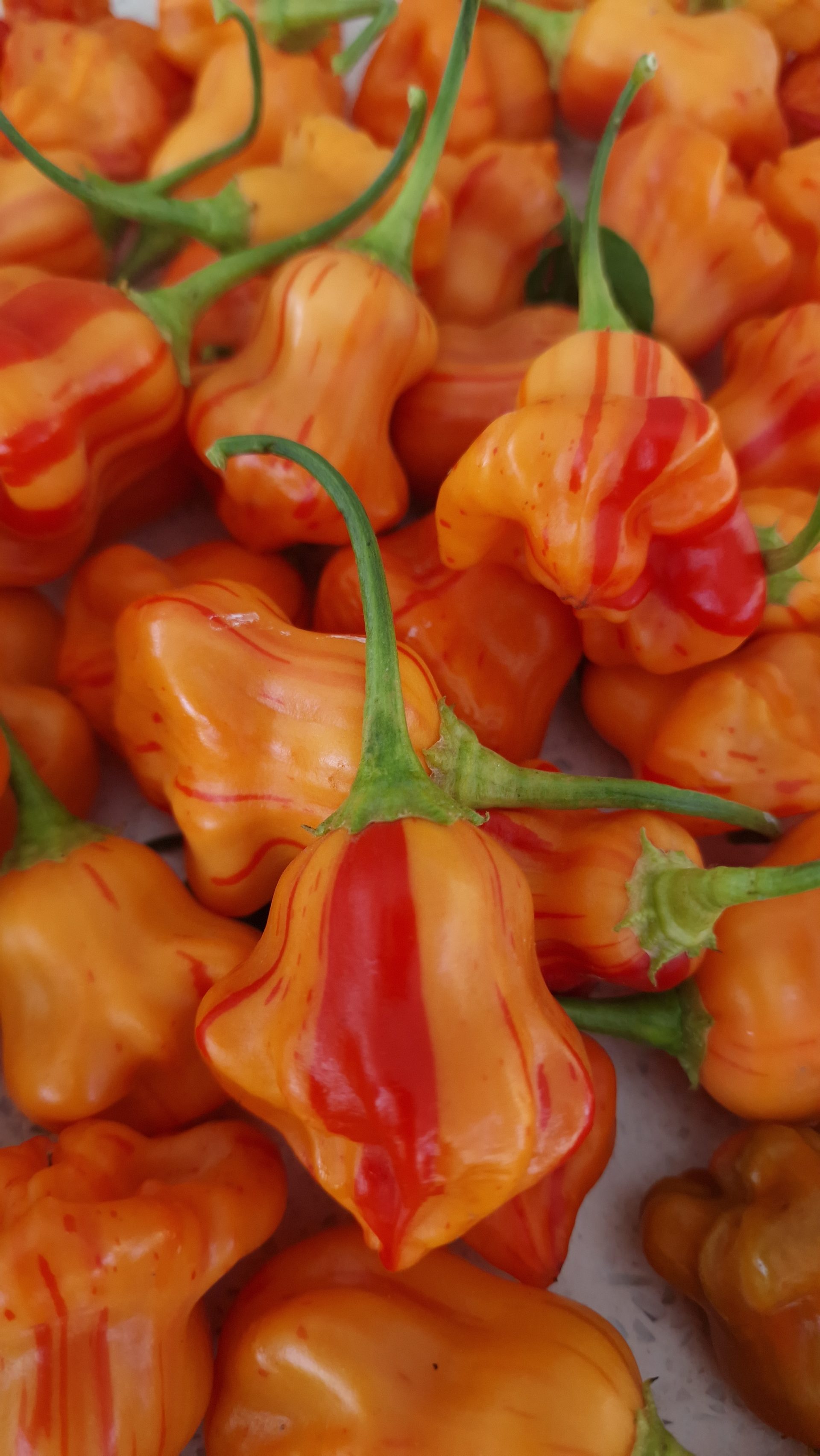 Zebrange Chilli Seeds - 10 Fresh Zébrange Pepper Seeds - Red Dragon Seeds