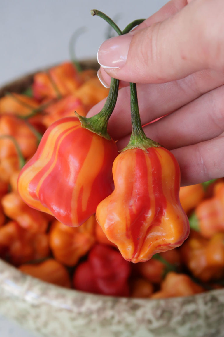 Zebrange Chilli Seeds - 10 Fresh Zébrange Pepper Seeds - Red Dragon Seeds