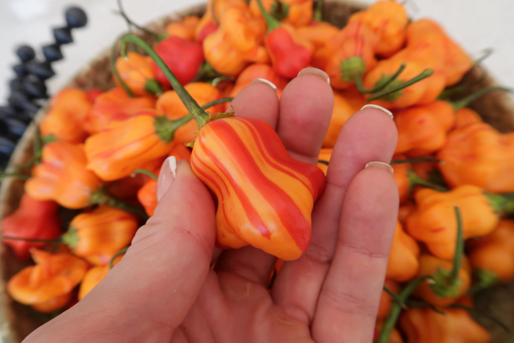 Zebrange Chilli Seeds - 10 Fresh Zébrange Pepper Seeds - Red Dragon Seeds