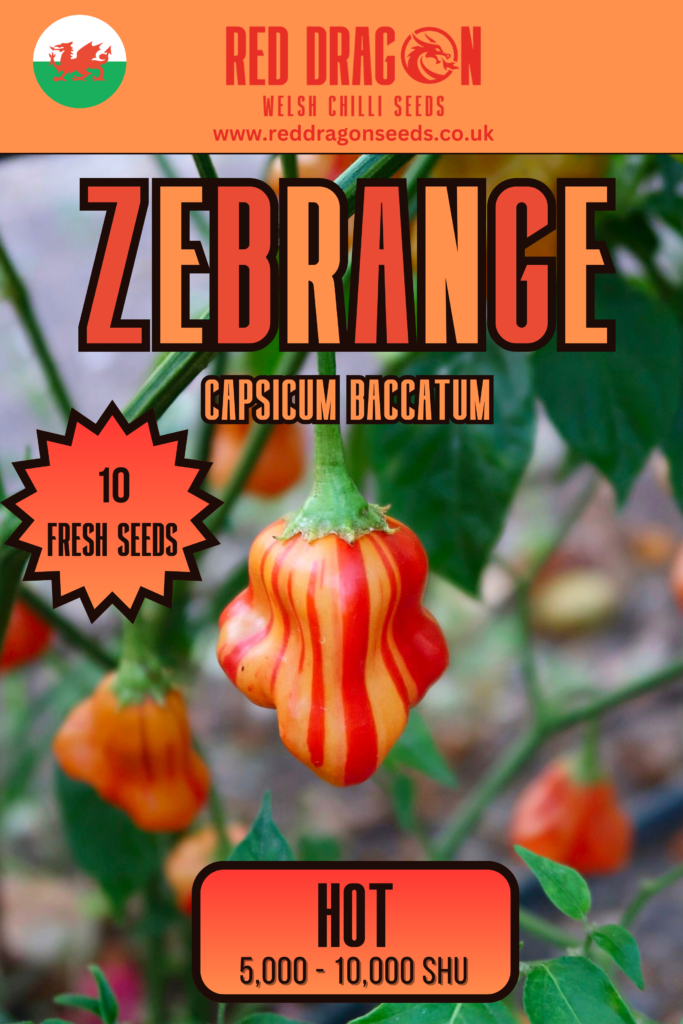Zebrange Chilli Seeds - 10 Fresh Zébrange Pepper Seeds - Red Dragon Seeds