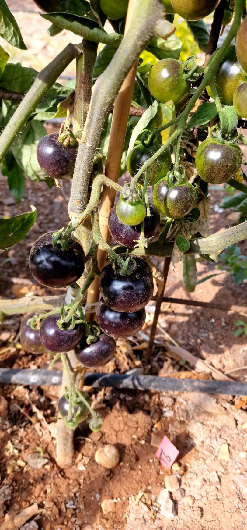 Indigo Rose Tomato Seeds Chilli Seeds For Sale - Indigo Rose Tomato ...