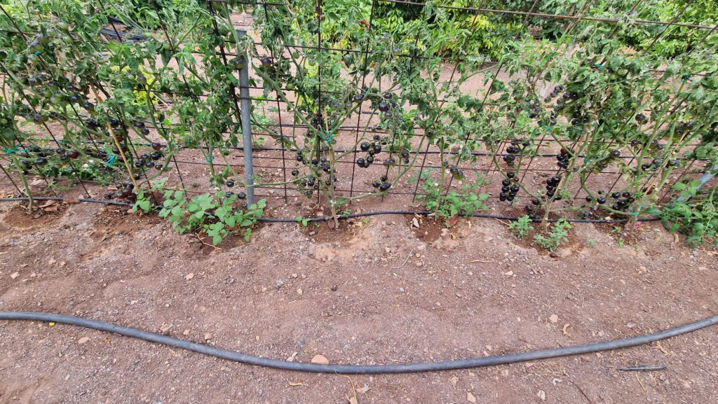 Indigo Rose Tomato Seeds Chilli Seeds For Sale - Indigo Rose Tomato ...