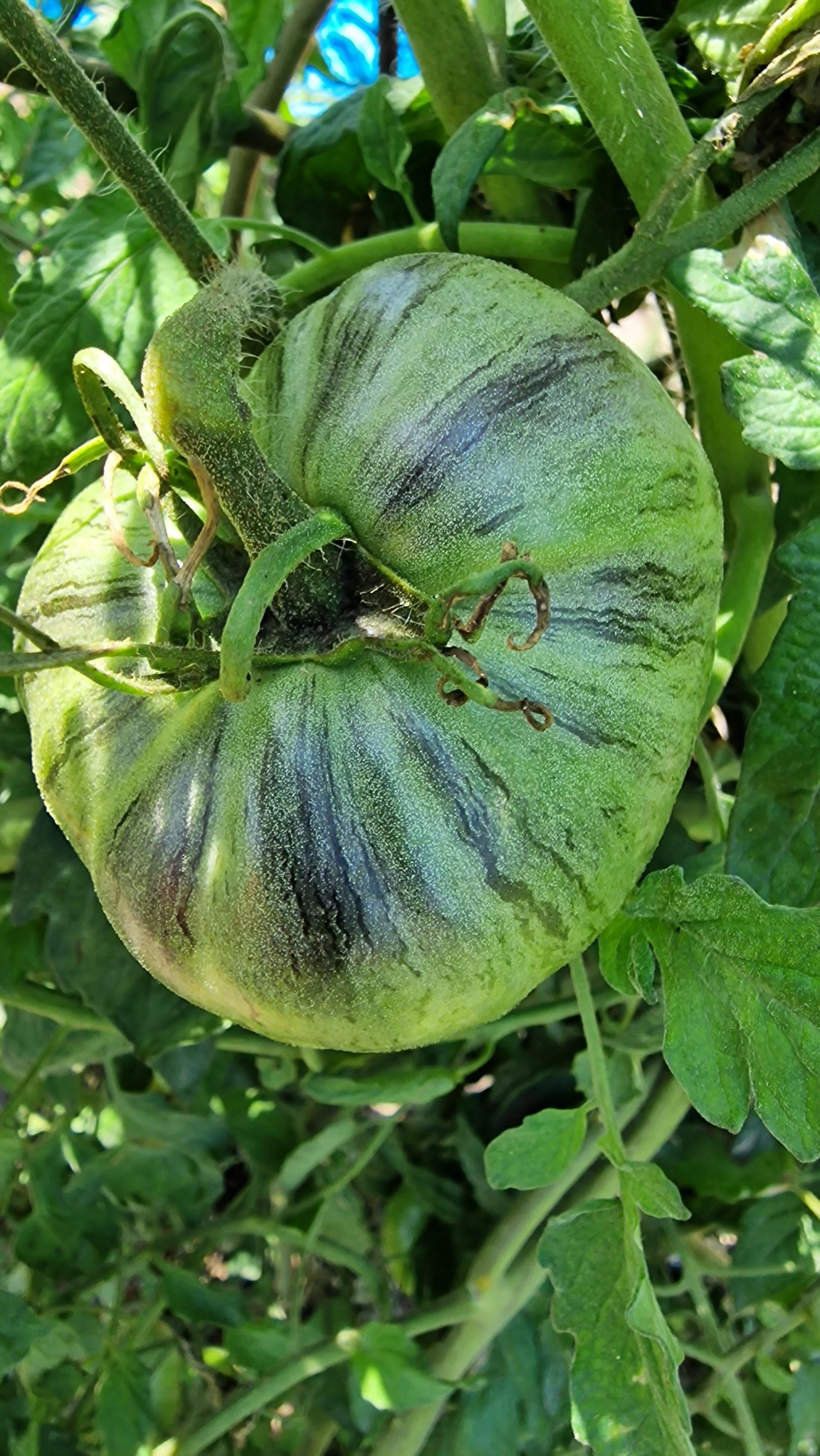 Rebel Starfighter Prime Tomato Seeds - Rebel Starfighter Prime Tomato ...