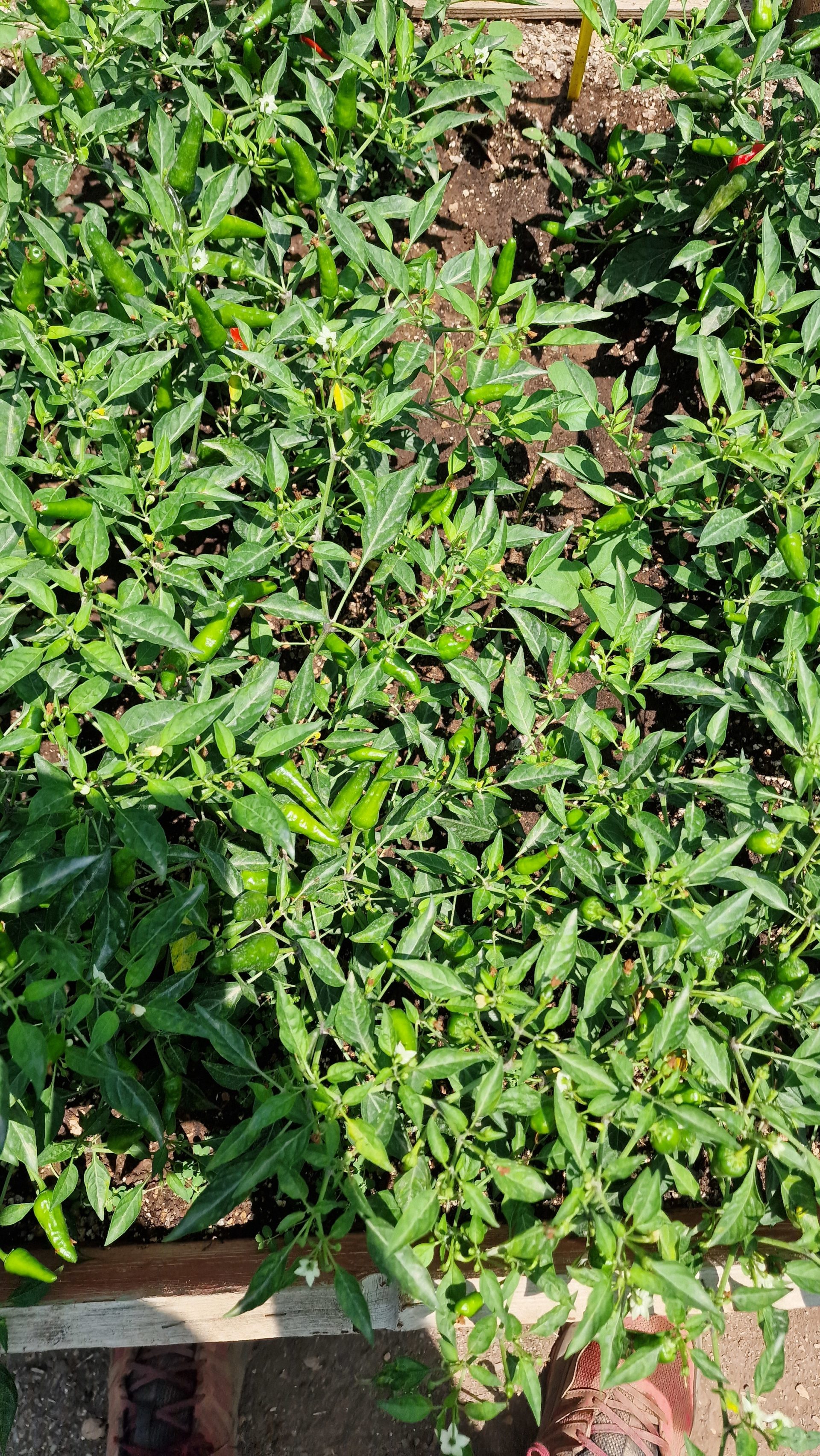 Apache F1 Chilli Seeds Chilli Seeds For Sale - Apache F1 Chilli Seeds ...