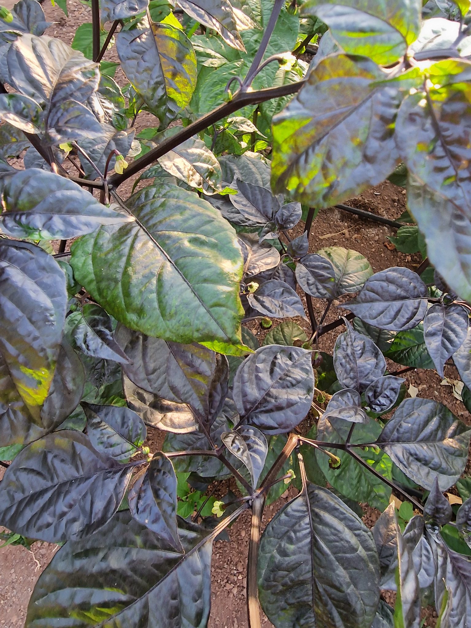 Orion Chilli Seeds - Orion Pepper Seeds - Red Dragon Seeds