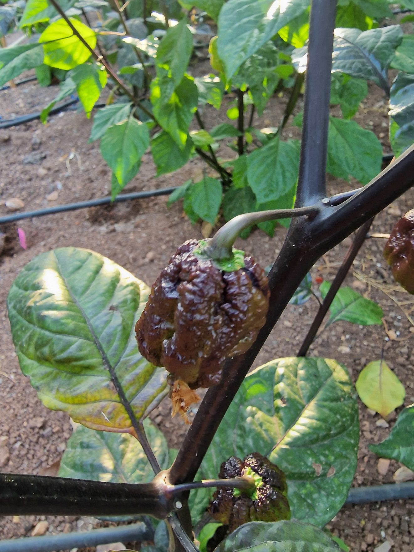 Orion Chilli Seeds - Orion Pepper Seeds - Red Dragon Seeds