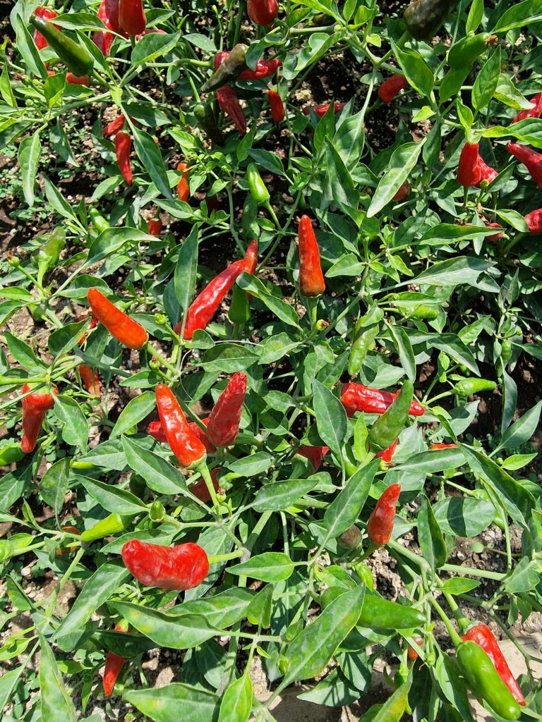 Apache F1 Chilli Seeds Chilli Seeds For Sale - Apache F1 Chilli Seeds ...