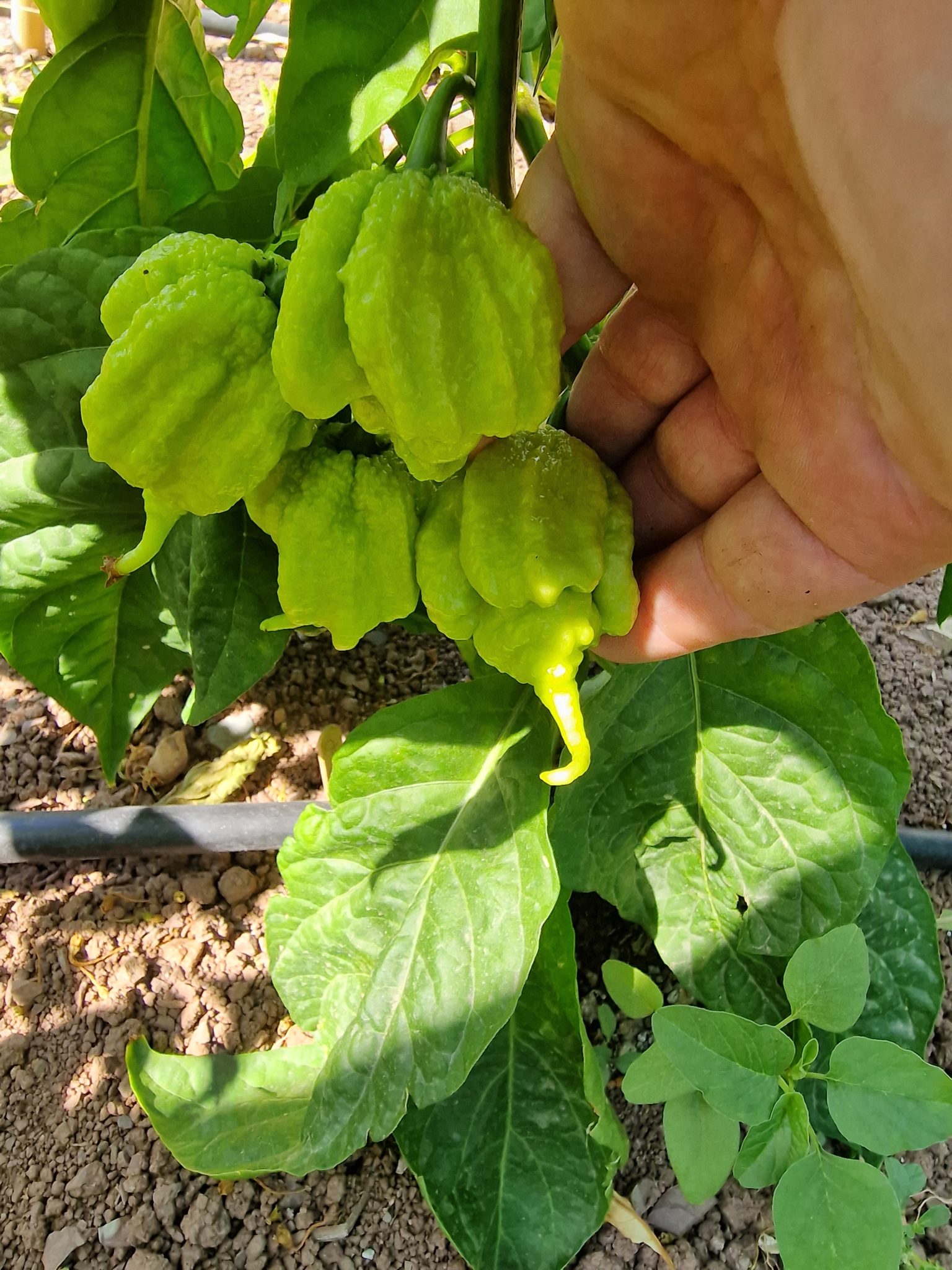 Carolina Reaper White Chilli Seeds - White Reaper Pepper Seeds - Red ...