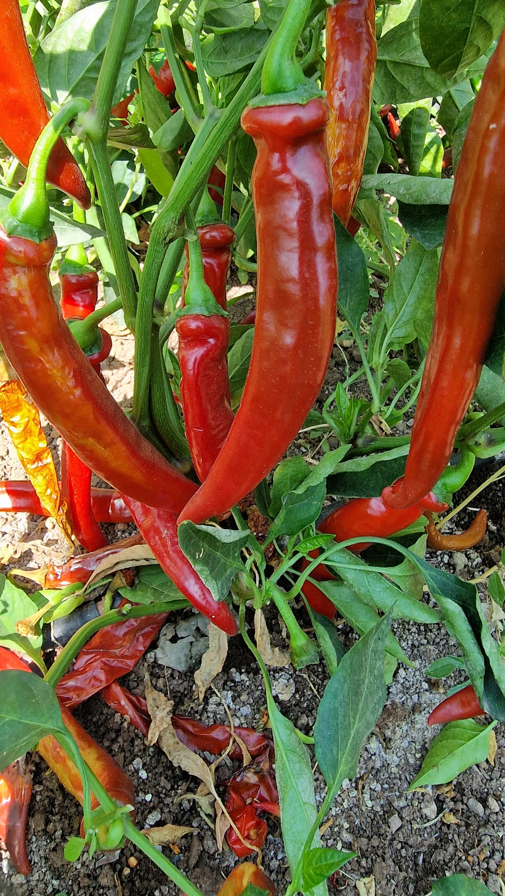 Serrano Chilli Seeds - Serrano Pepper Seeds - Red Dragon Seeds