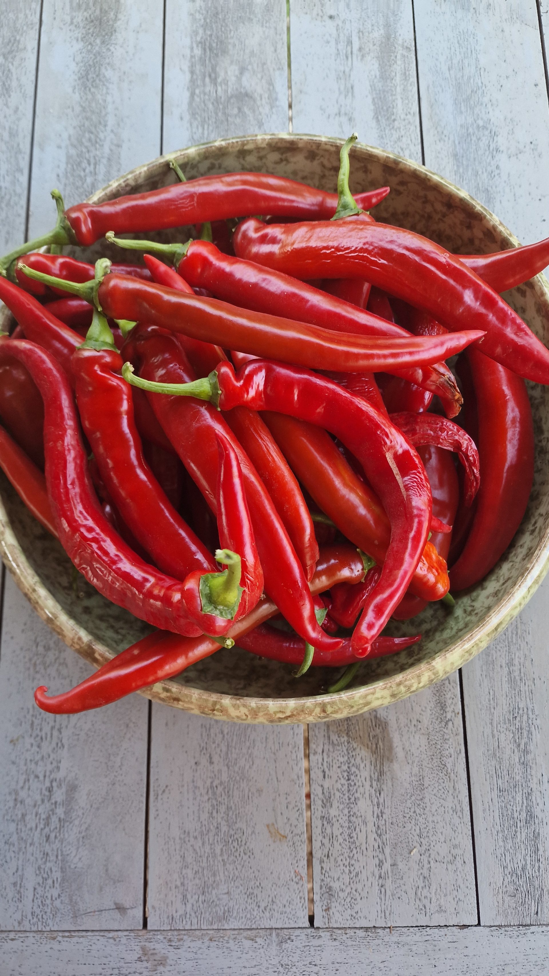 Serrano Chilli Seeds - Serrano Pepper Seeds - Red Dragon Seeds