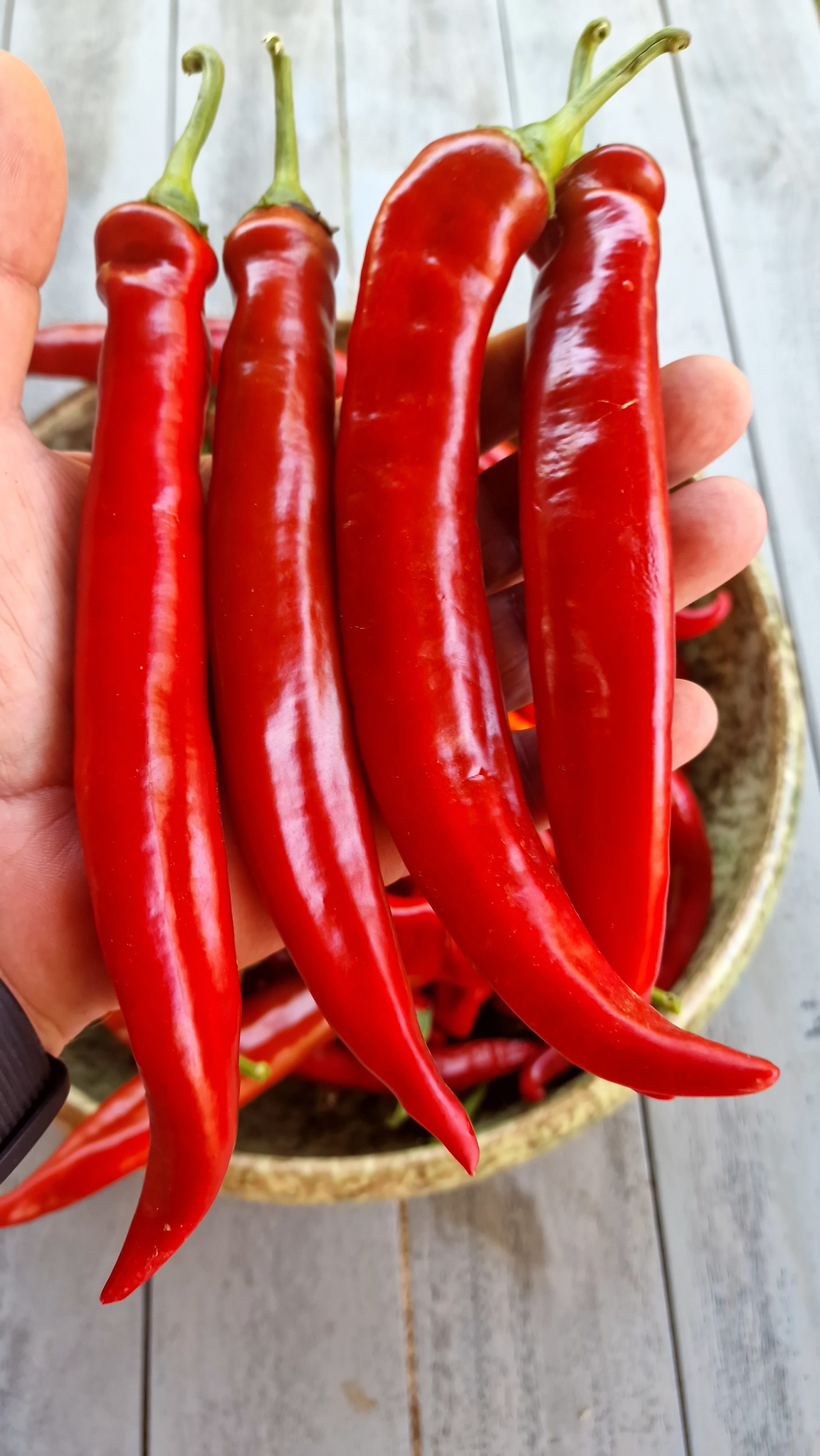 Serrano Chilli Seeds - Serrano Pepper Seeds - Red Dragon Seeds