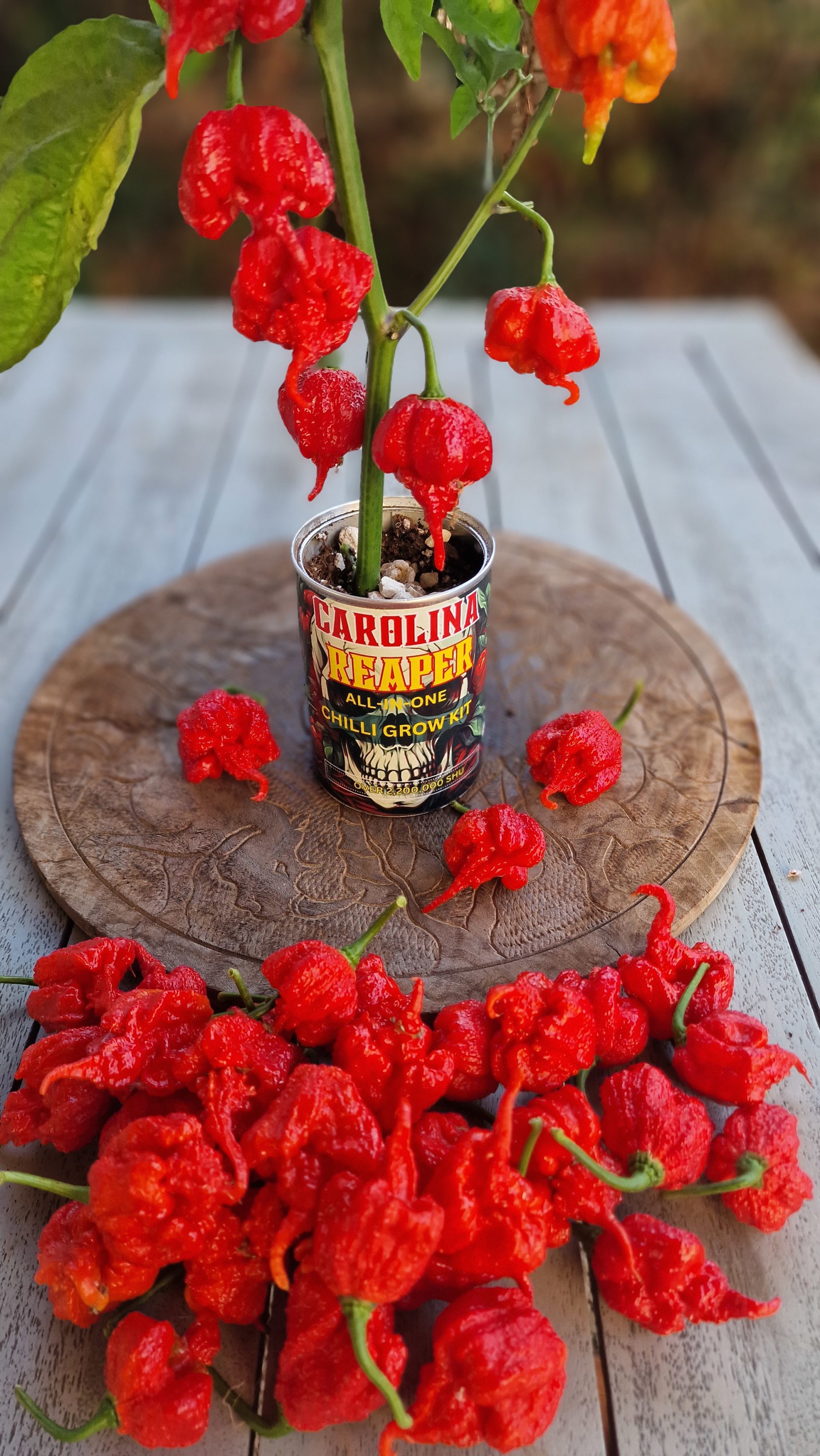 Carolina Reaper in a Can - Grow a Reaper in a Tin- Carolina Reaper Grow ...