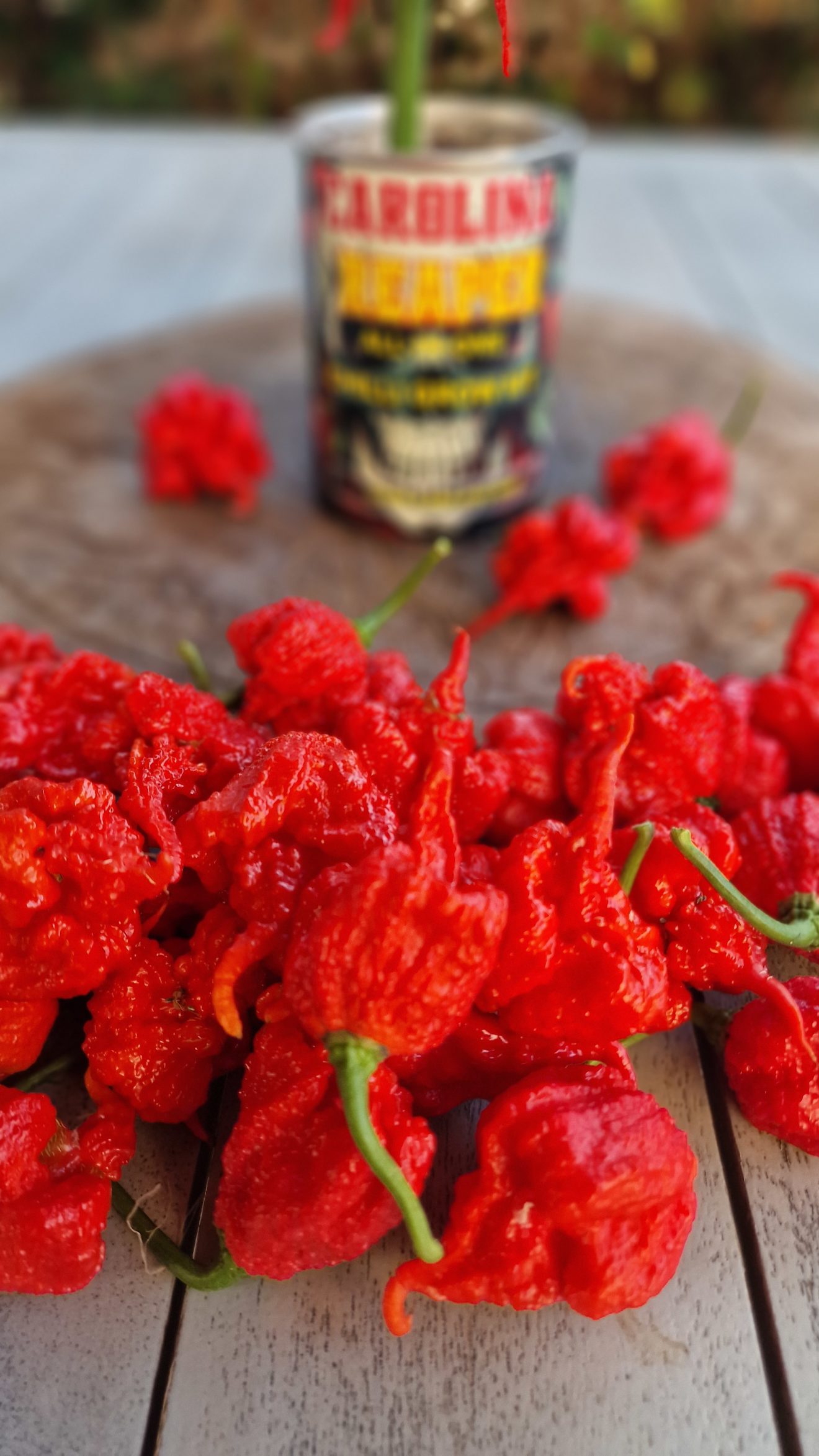 Carolina Reaper in a Can - Grow a Reaper in a Tin- Carolina Reaper Grow ...